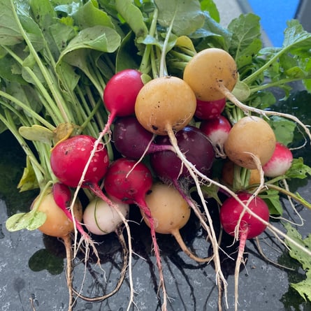 Wie sauer darf Ihr Radiesli sein? | empiricus