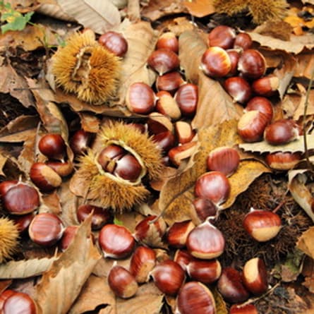 Marroni – wussten Sie das schon? | empiricus