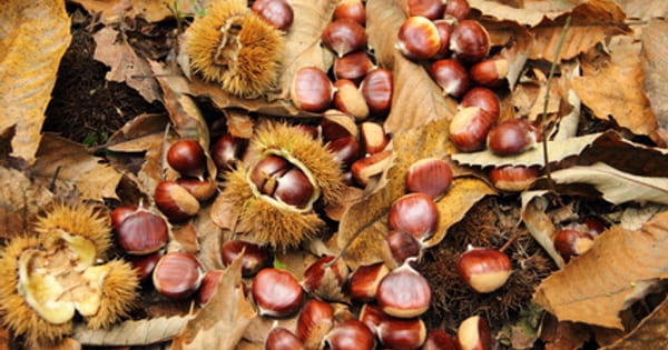 Marroni – wussten Sie das schon? | familleSuisse